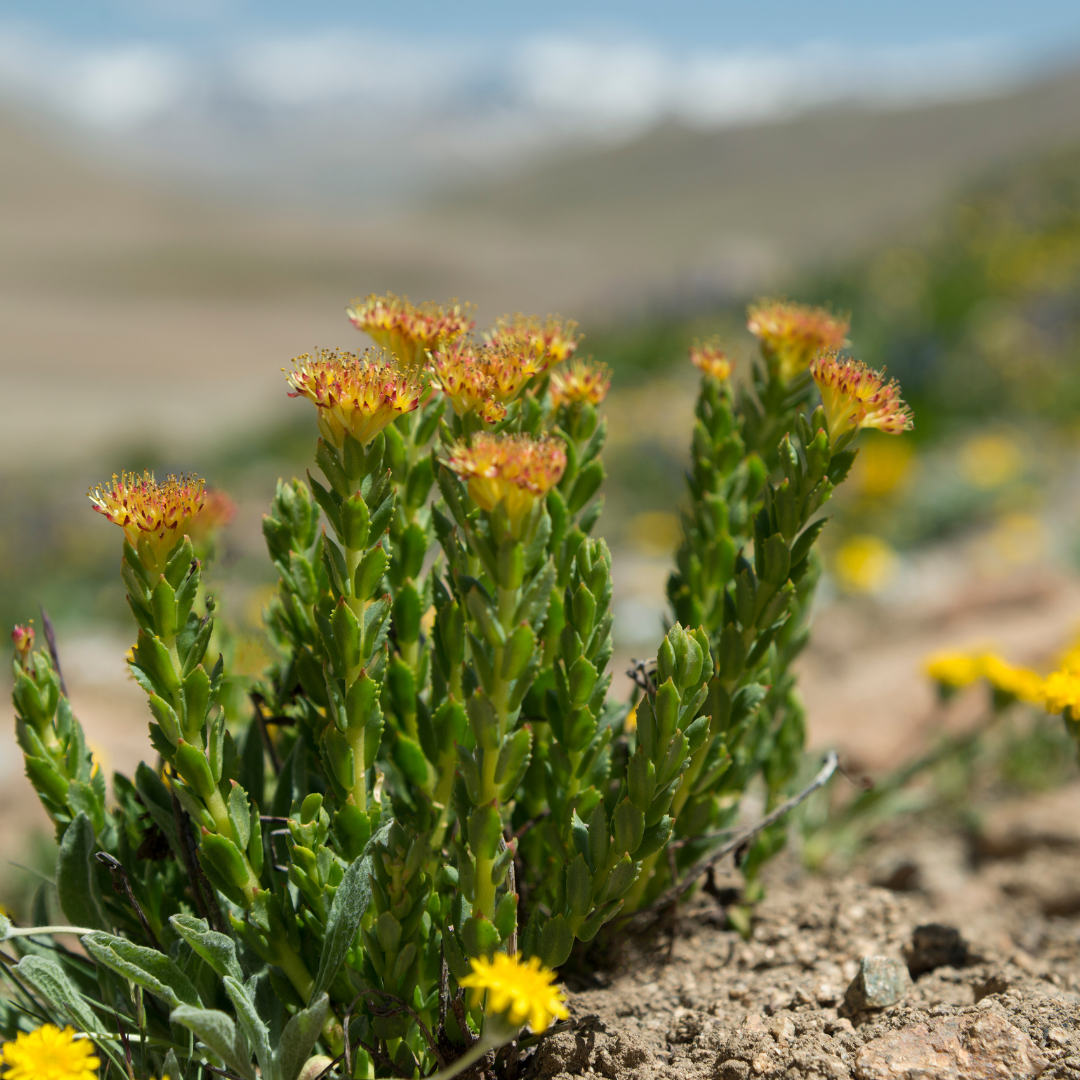 The Power of Rhodiola – Good Pharma